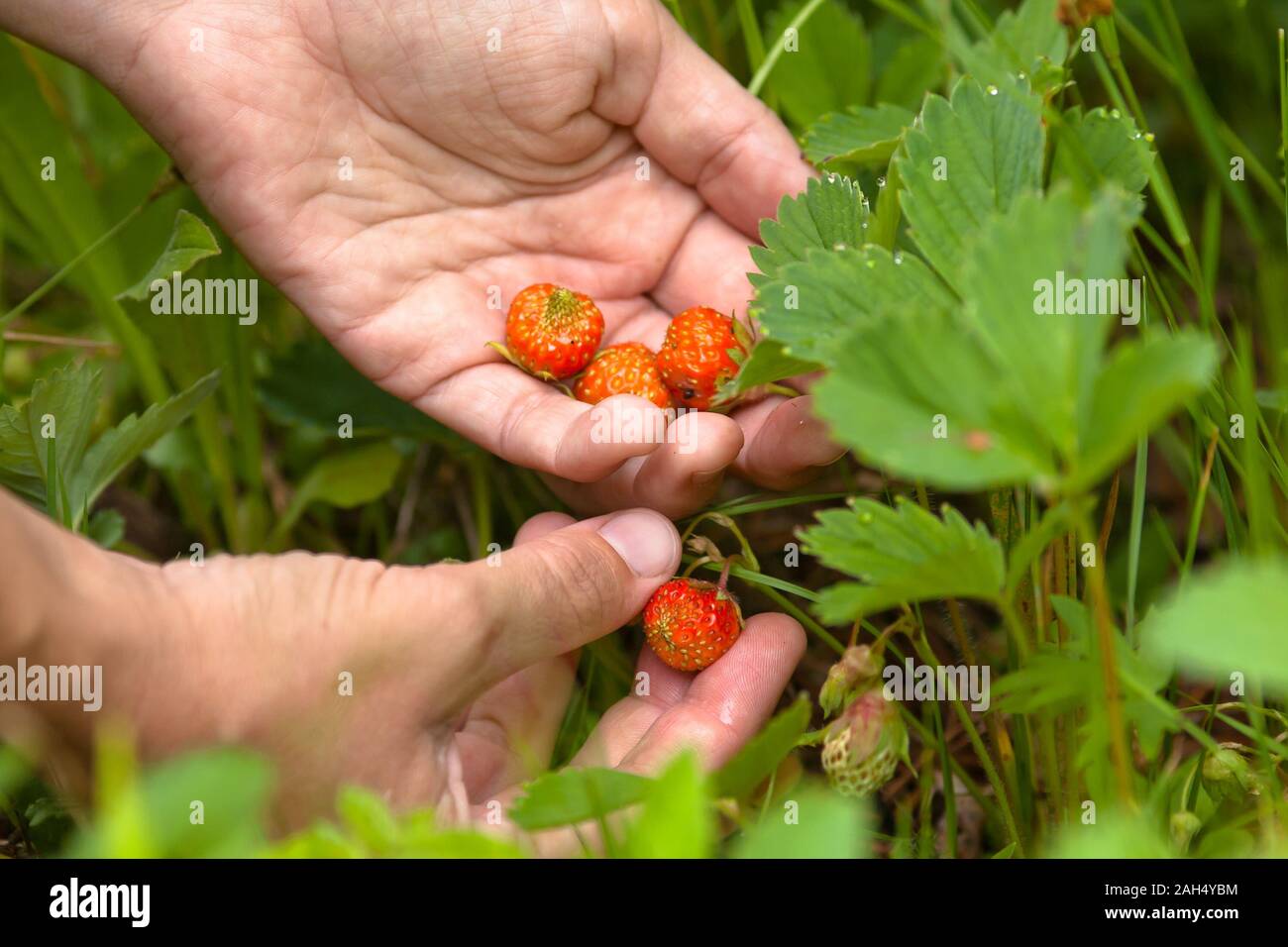Women gathering fruit hi-res stock photography and images - Alamy