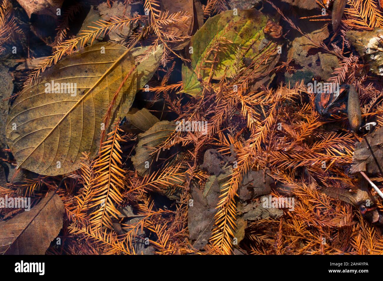 Texture background of autumn season with leaves Stock Photo - Alamy