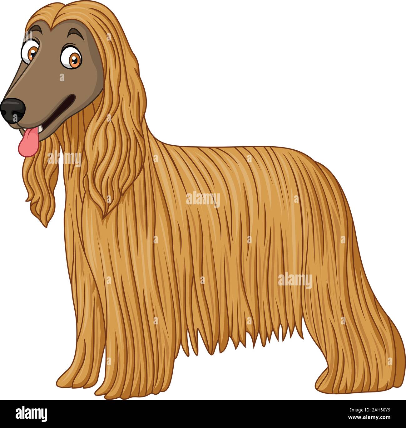Afghan hound face hi-res stock photography and images - Alamy