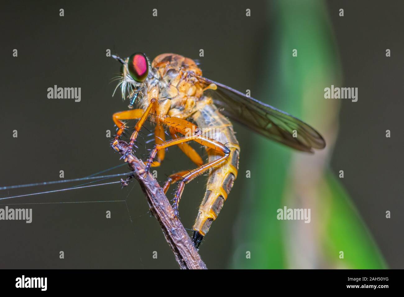 Robber fly holding on small branch of tree in forest Stock Photo - Alamy