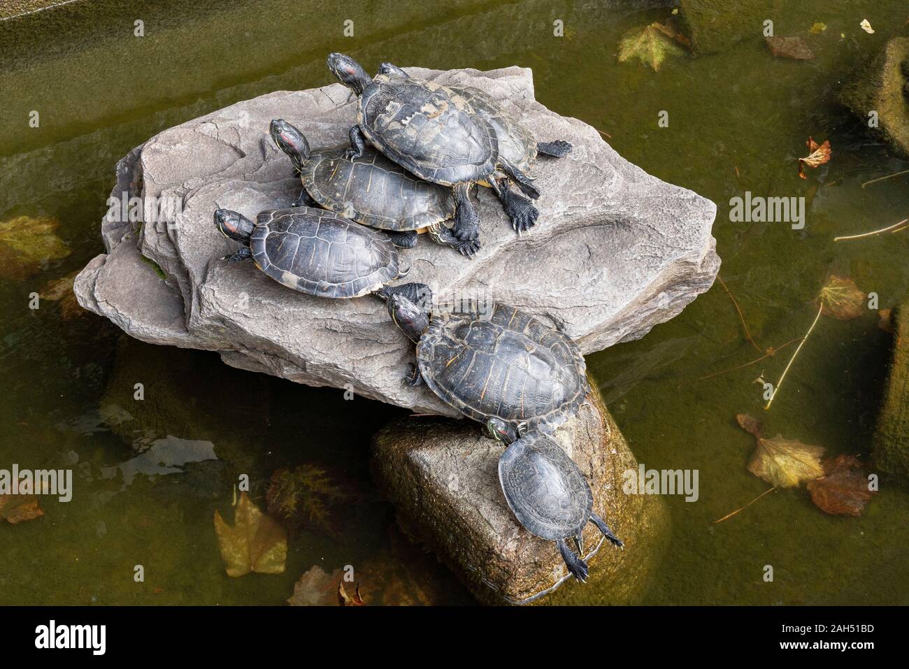 Turtles drying shell on rock in pond at Kurashiki Ivy Square, Kurashiki ...
