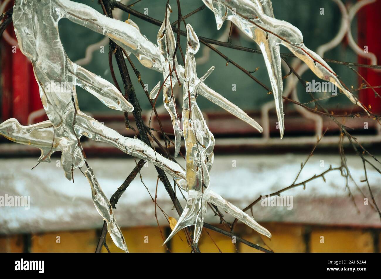 Frozen in the ice tree branches. Frozen tree branch in winter Stock ...