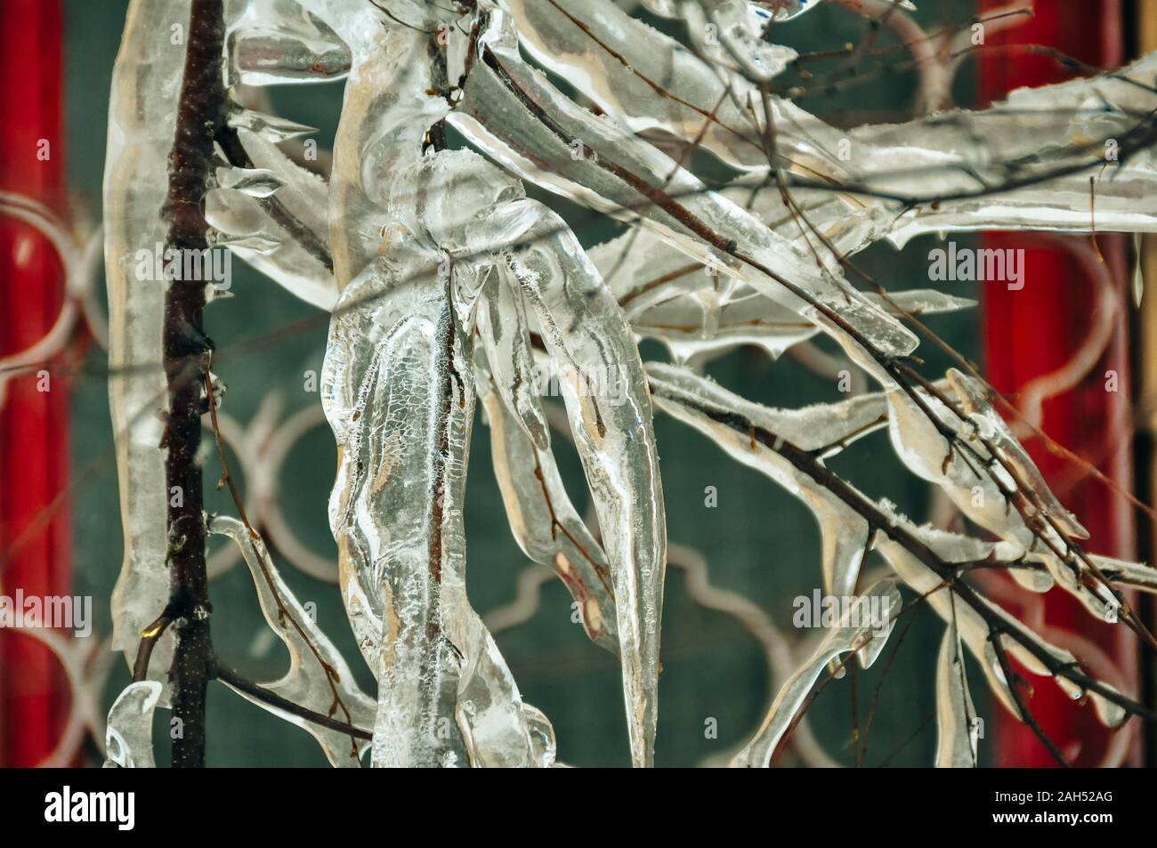 Frozen in the ice tree branches. Frozen tree branch in winter Stock ...