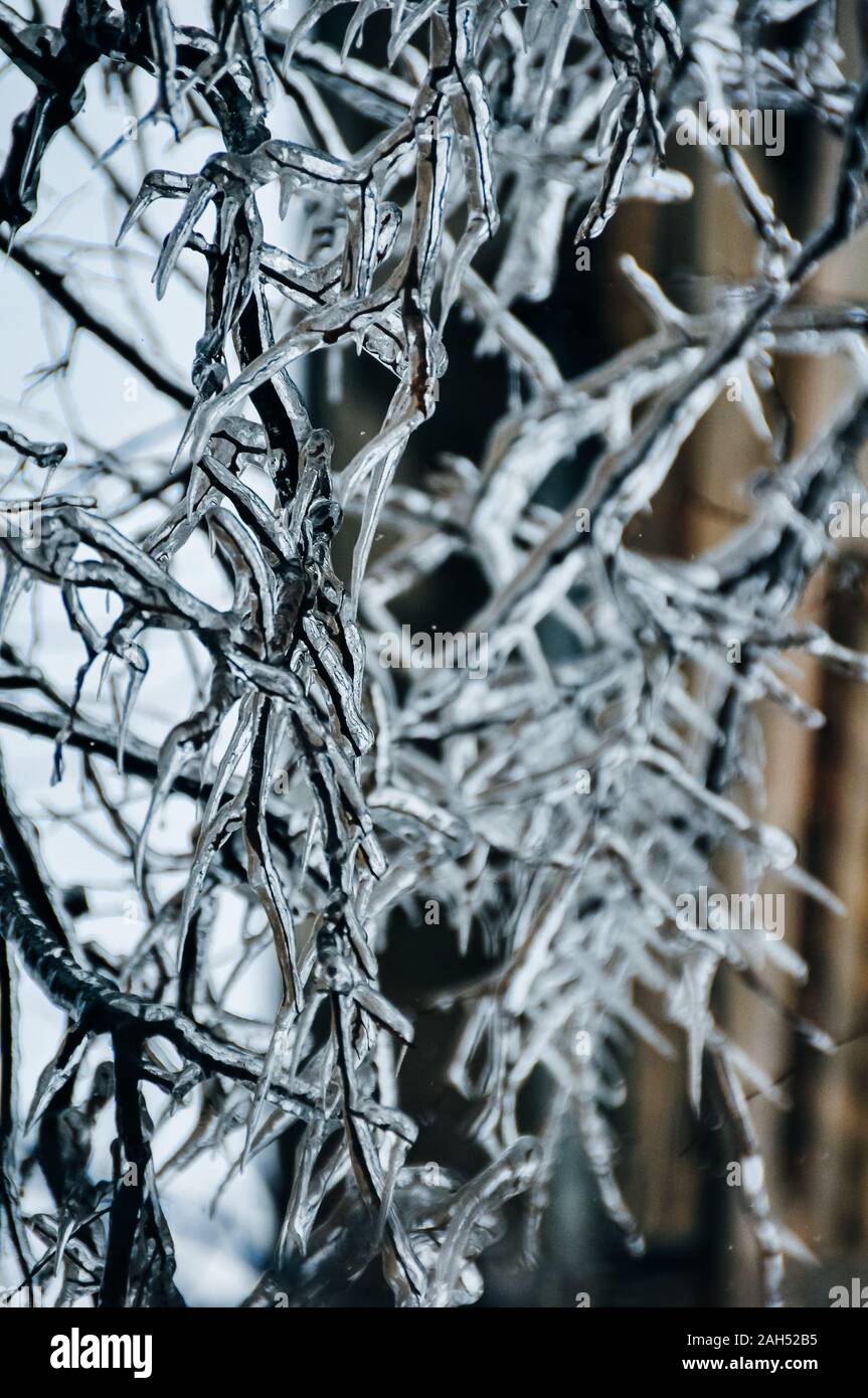 Frozen in the ice tree branches. Frozen tree branch in winter Stock ...