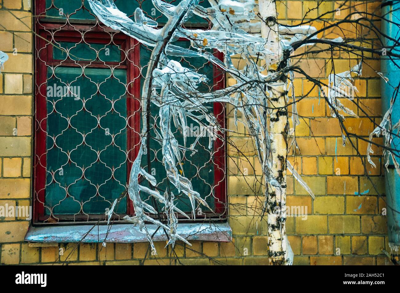 Frozen in the ice tree branches. Frozen tree branch in winter Stock ...