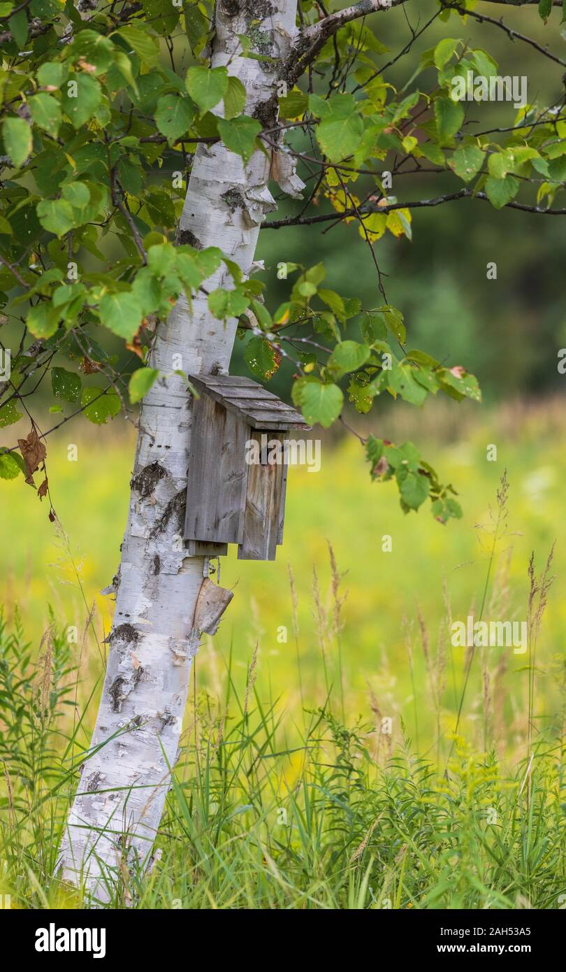 Birds of wisconsin hi-res stock photography and images - Alamy