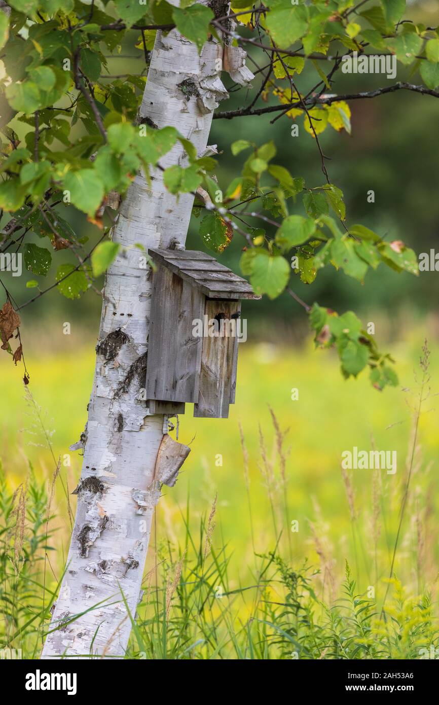 Birch tree house hi-res stock photography and images - Alamy