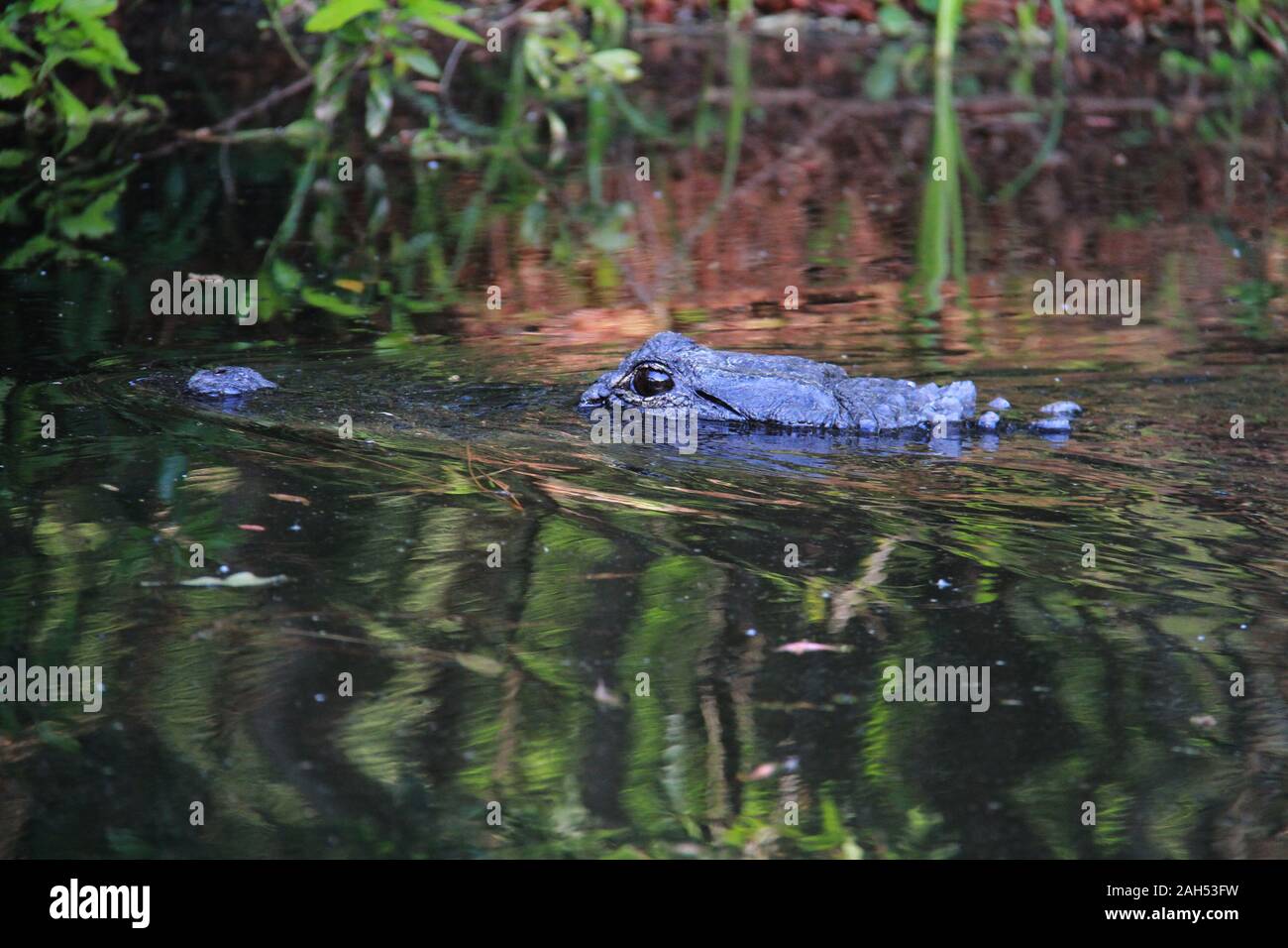 Aligator hi-res stock photography and images - Alamy