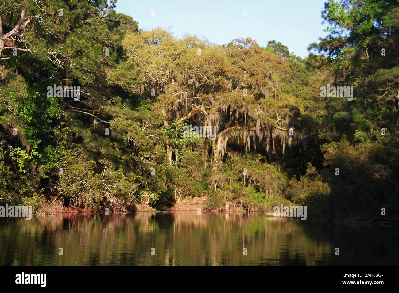 Freshwater Swamp High Resolution Stock Photography and Images - Alamy