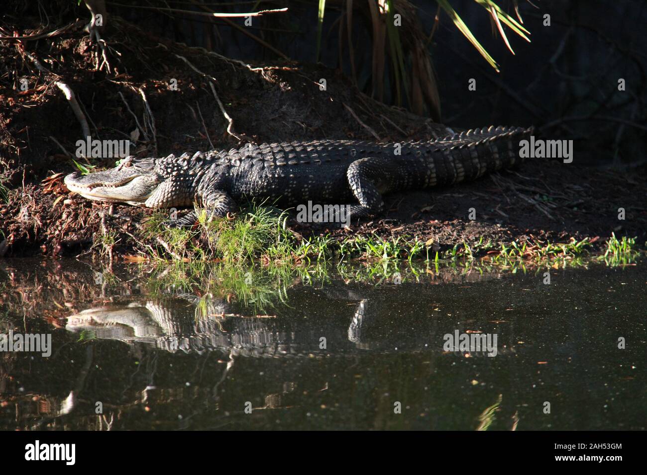 Aligator High Resolution Stock Photography and Images - Alamy
