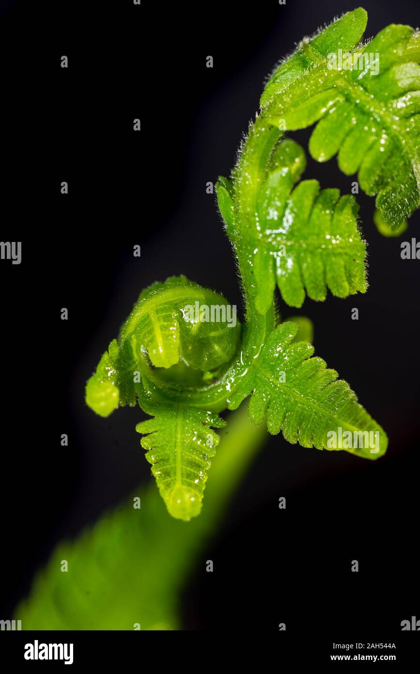 Fiddlehead fern unfolding hi-res stock photography and images - Alamy