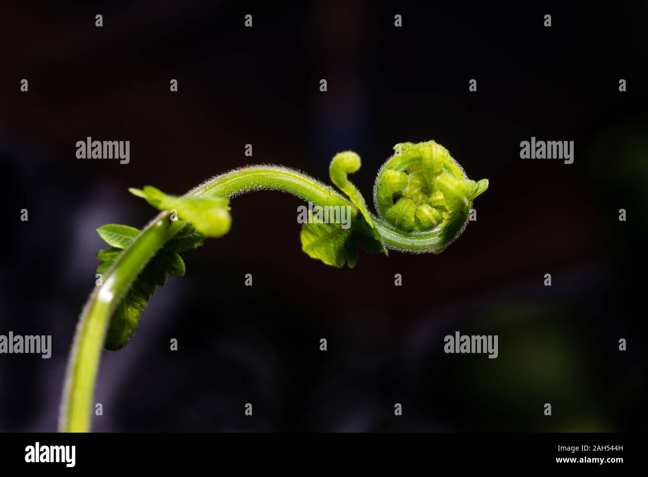 Fiddlehead fern unfolding hi-res stock photography and images - Alamy