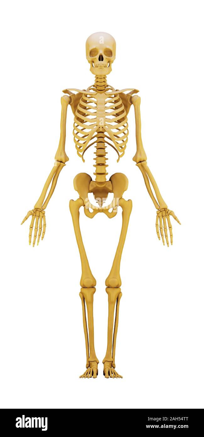 Human anatomy full body skeletal hi-res stock photography and images ...