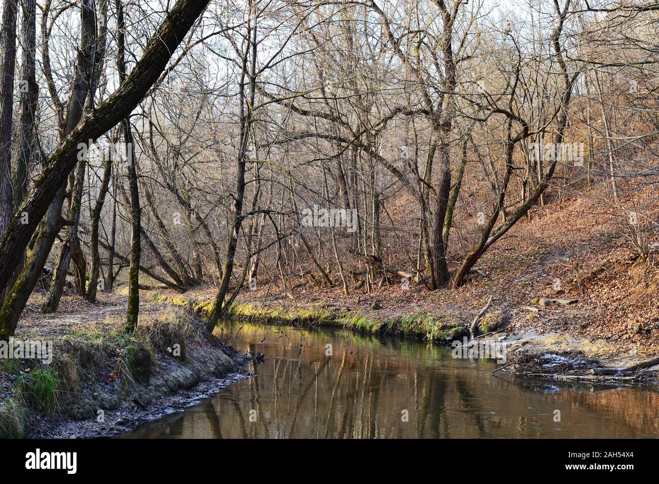 River among trees hi-res stock photography and images - Alamy