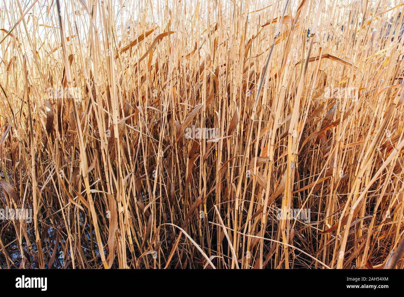 Dry grass flowers blowing in the wind, red reed sway in the wind with ...