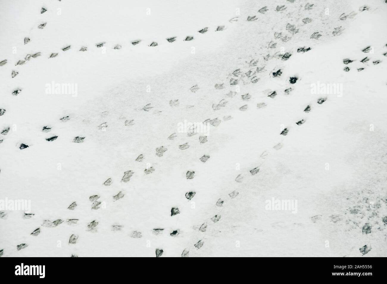 small bird footprints on a thin dusting of snow Stock Photo - Alamy