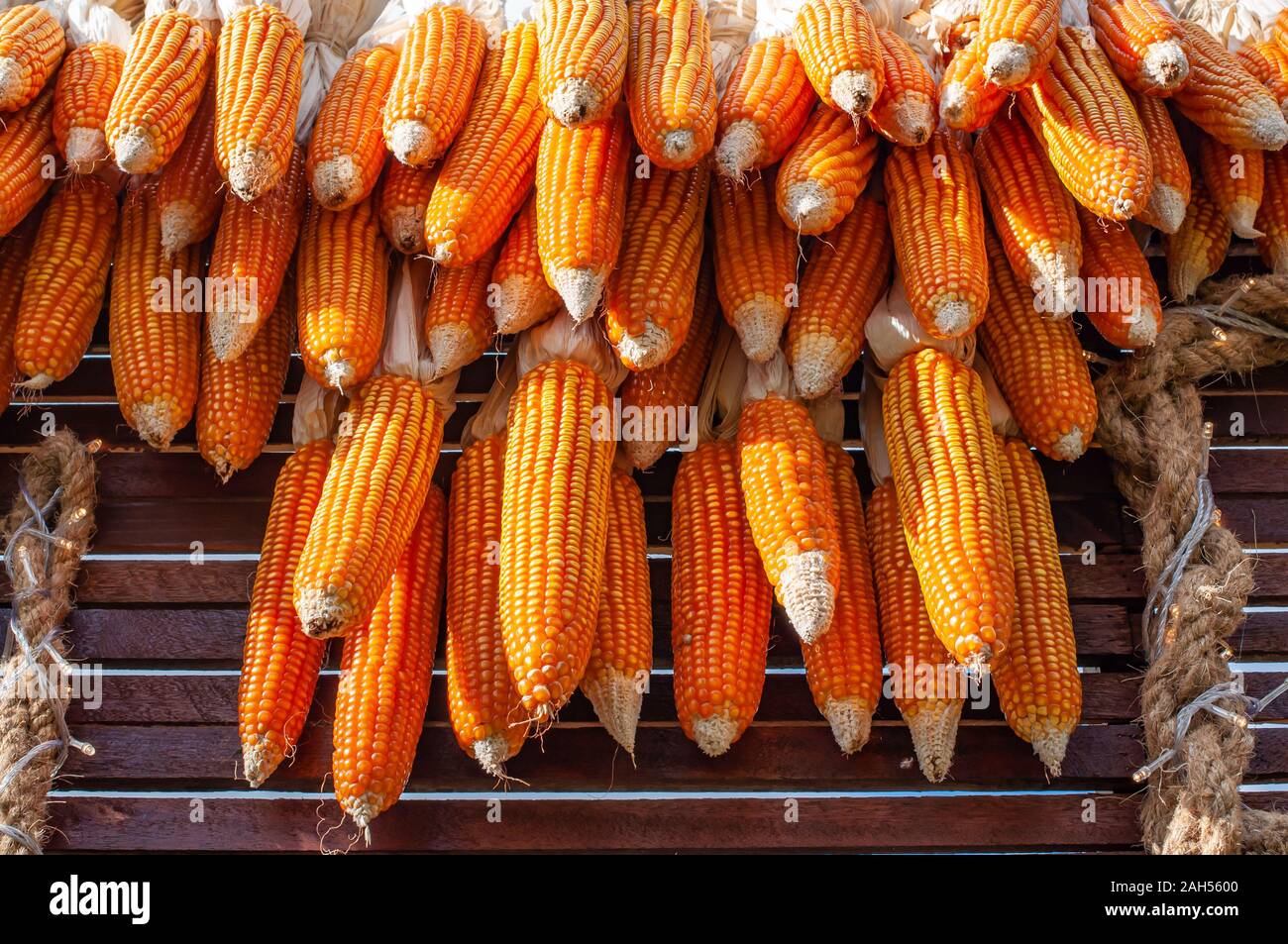 Dried out maize field hi-res stock photography and images - Alamy