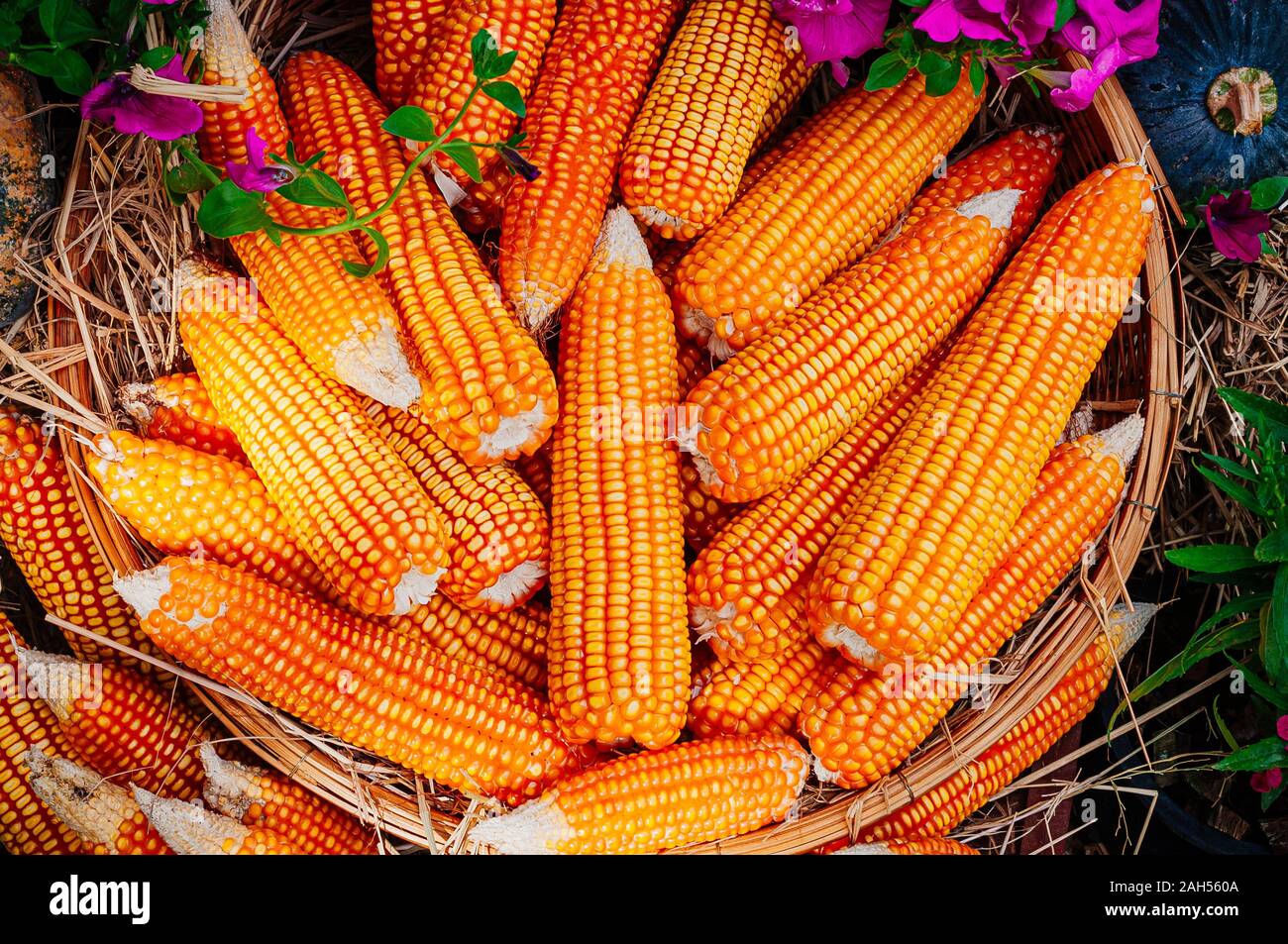Dried corn cobs in bamboo basket Stock Photo - Alamy