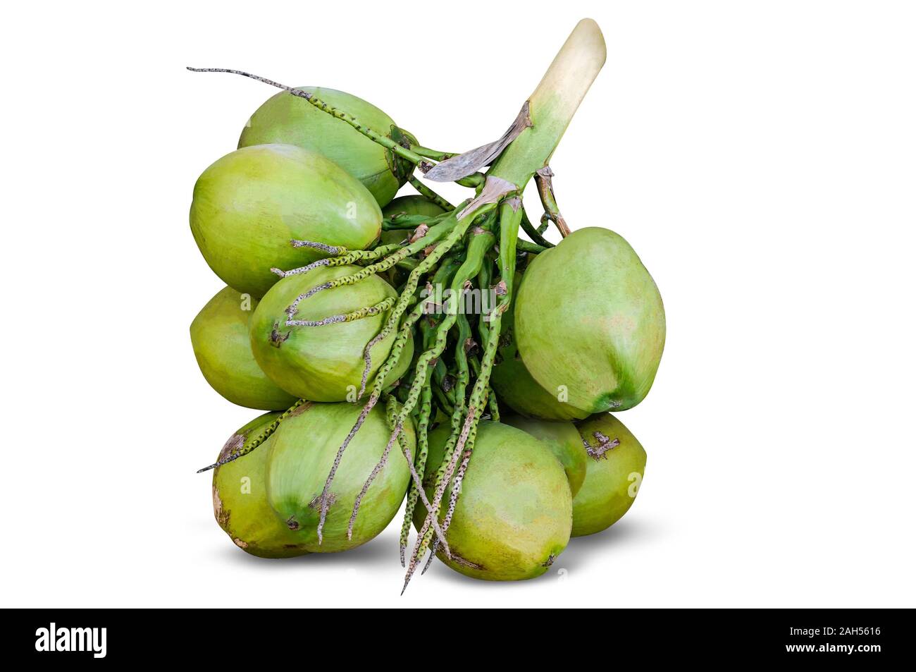 Group of green coconuts, coconut cluster isolated on white background ...