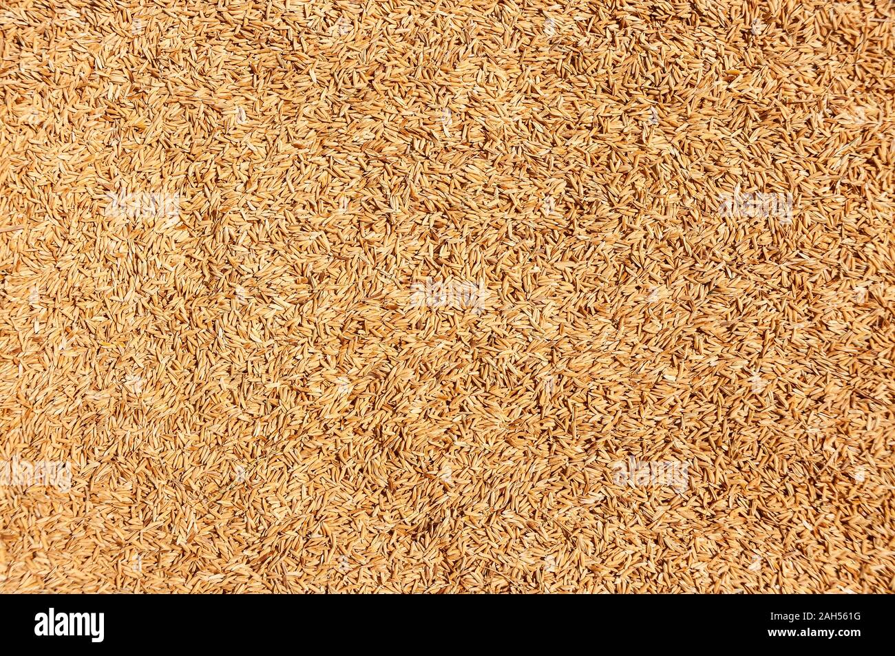 Golden dry rice paddy texture background after harvest from rice field ...