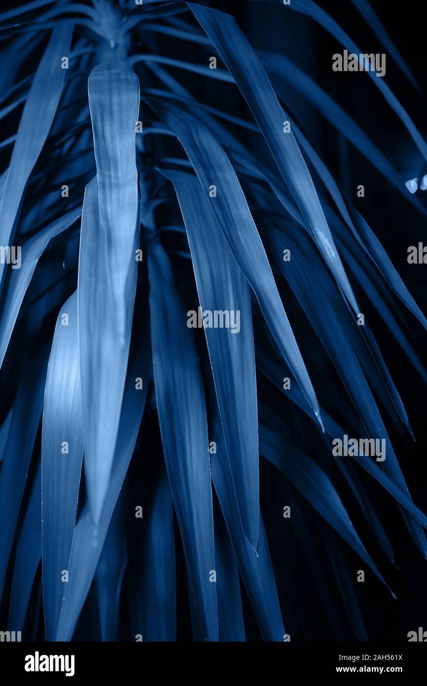 Dracaena plant in a blue color.The main color of the Year 2020 Stock ...