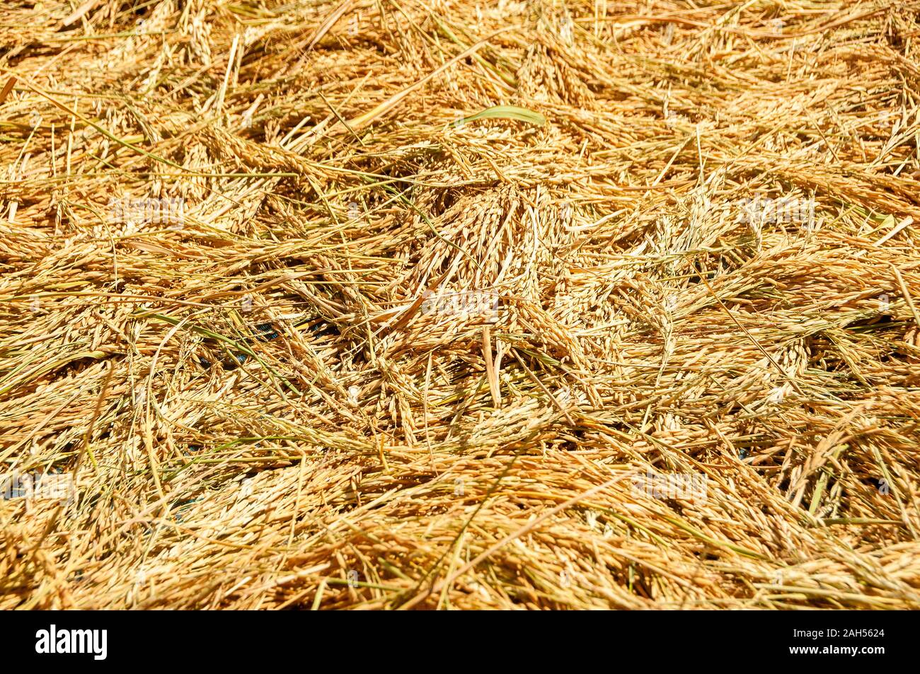 Paddy texture hi-res stock photography and images - Alamy