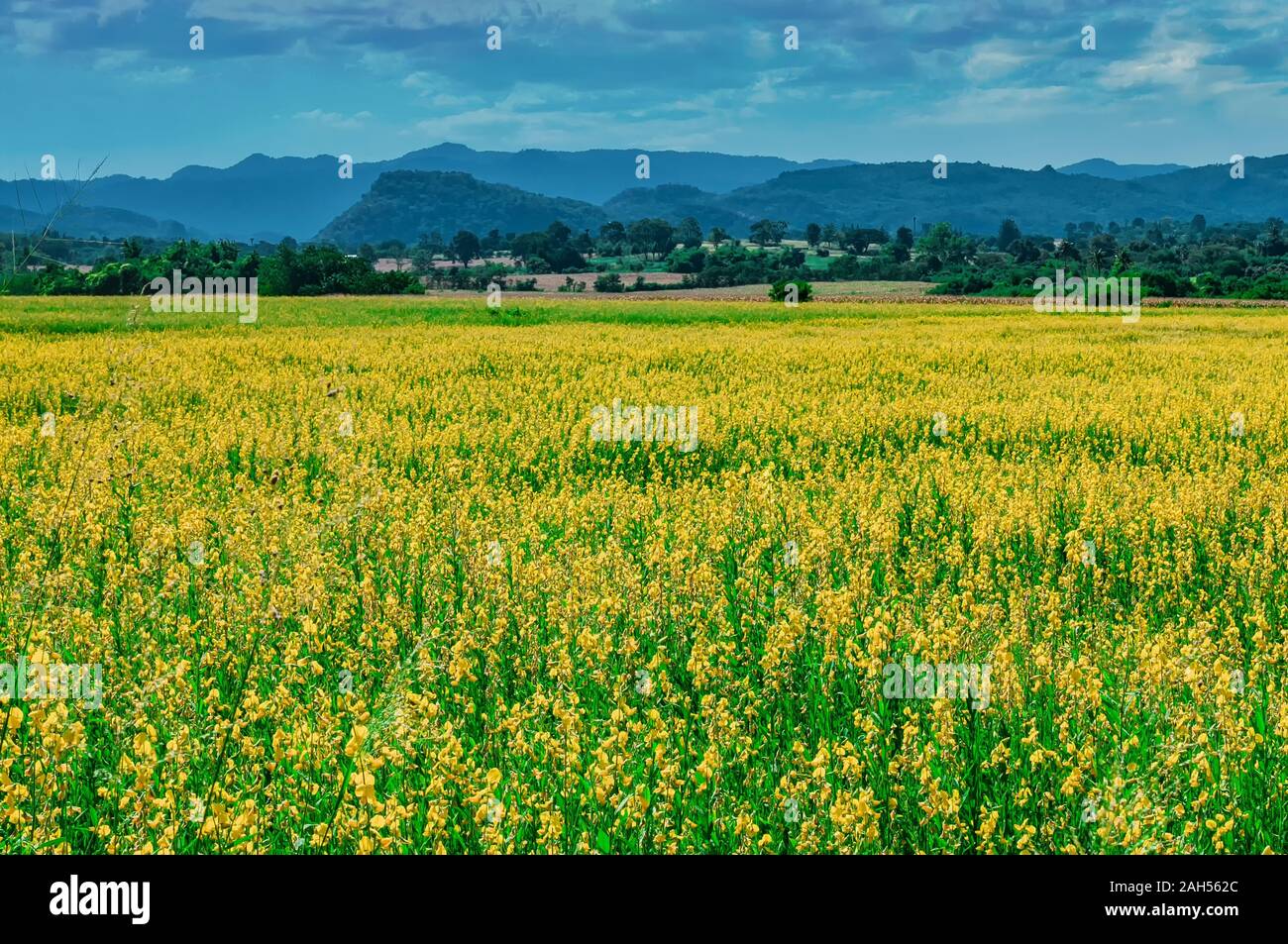 Field of Sunn hemp, Indian hemp or Crotalaria juncea. Planted for soil ...