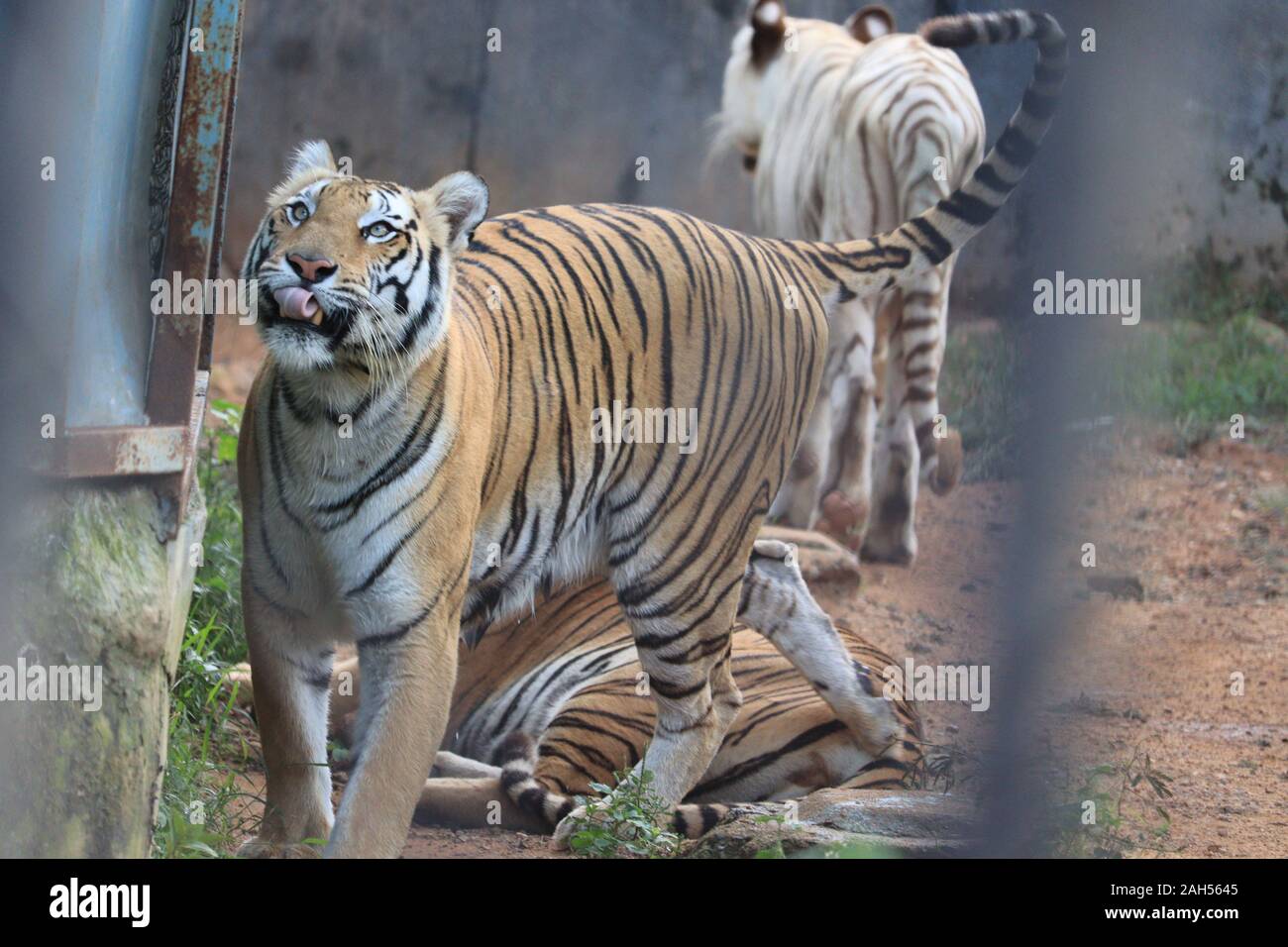 a tiger is climbing the fence to see visitors inside the zoo.white ...