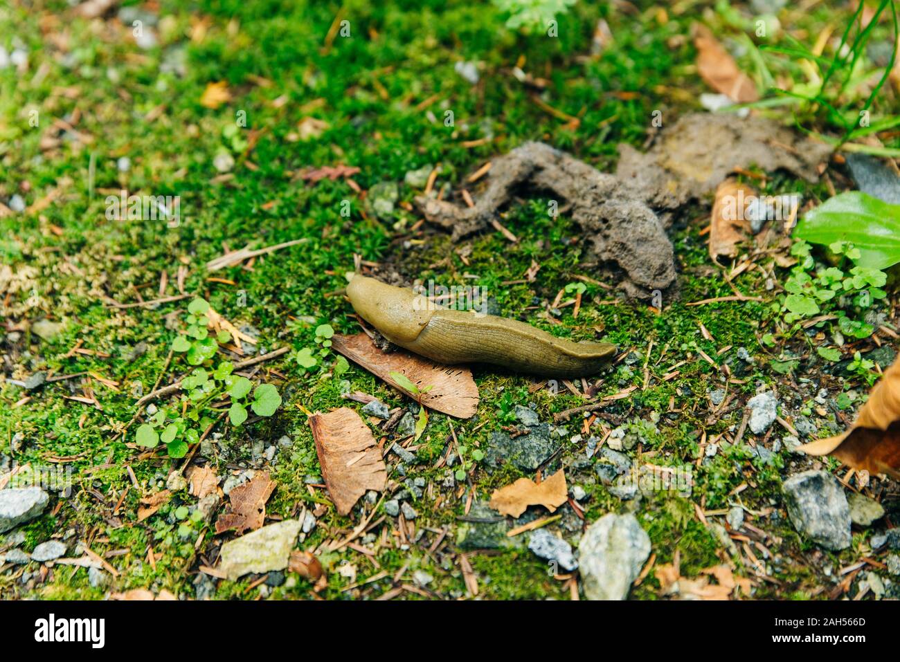 Brownish slug in the forest litter, canada Stock Photo - Alamy