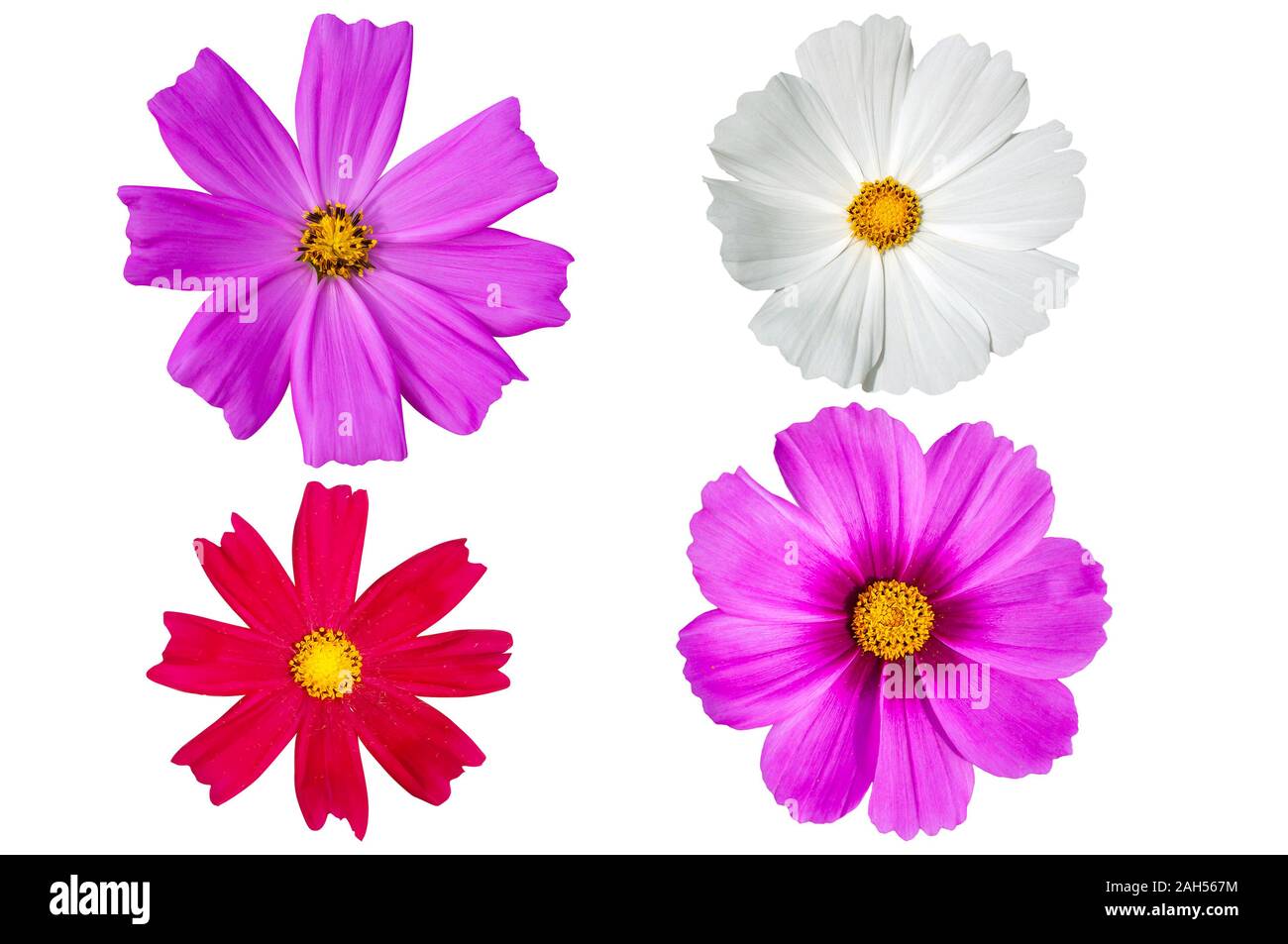 Colorful cosmos flowers set isolated on white background, clipping path ...
