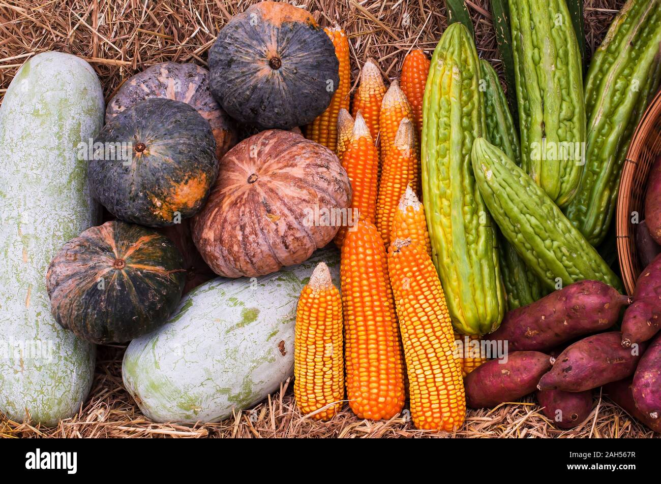 Bitter gourd crop hi-res stock photography and images - Alamy