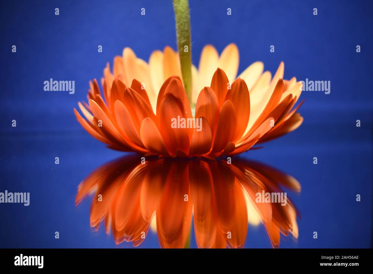 Inverted flower hi-res stock photography and images - Alamy
