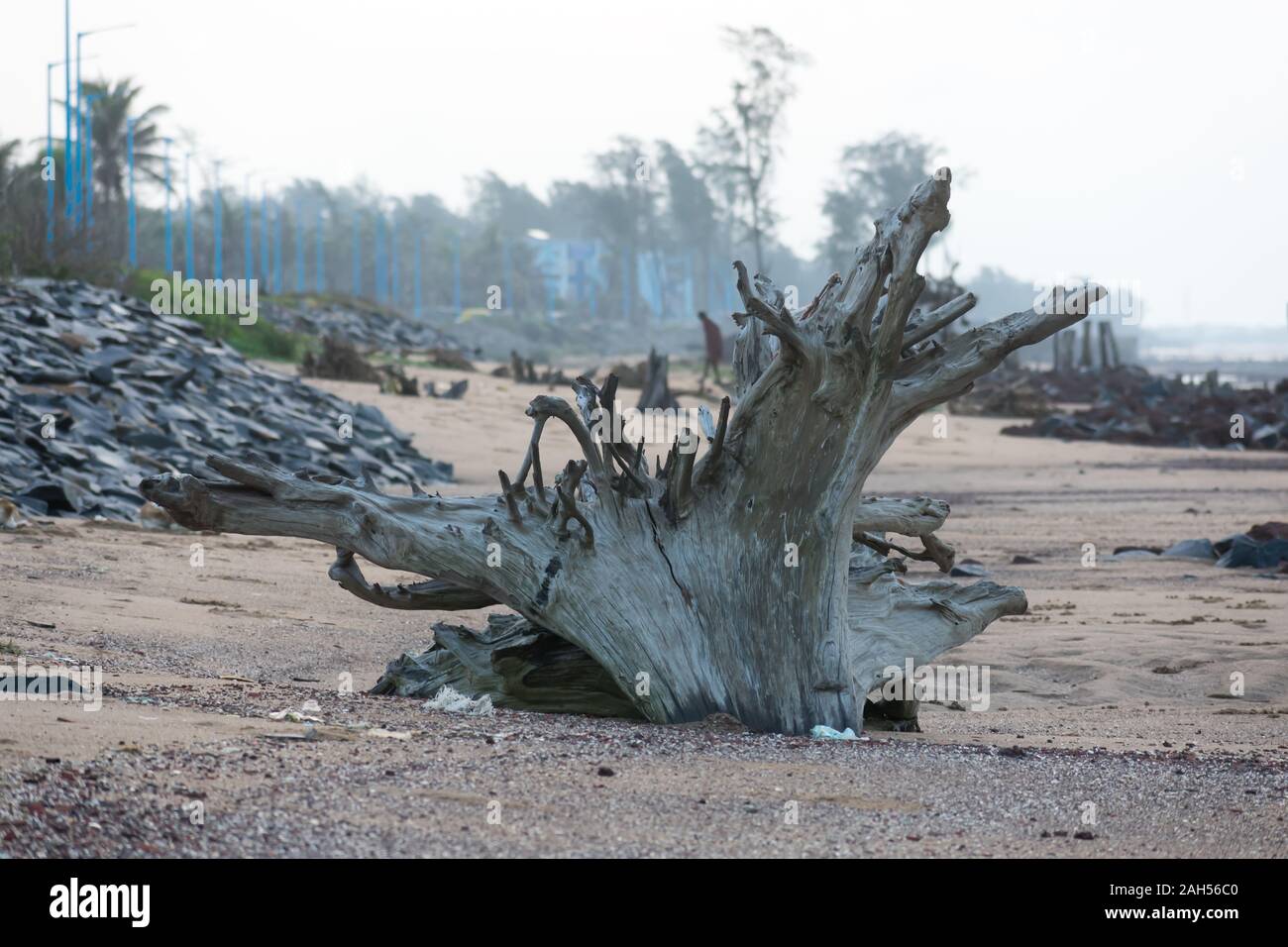 A large abandoned Fossilized roots cut tree trunk discover in pebble ...