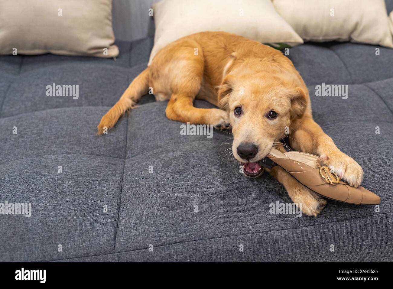 Guilty golden puppy biting shoe on sofa at living room Stock Photo - Alamy