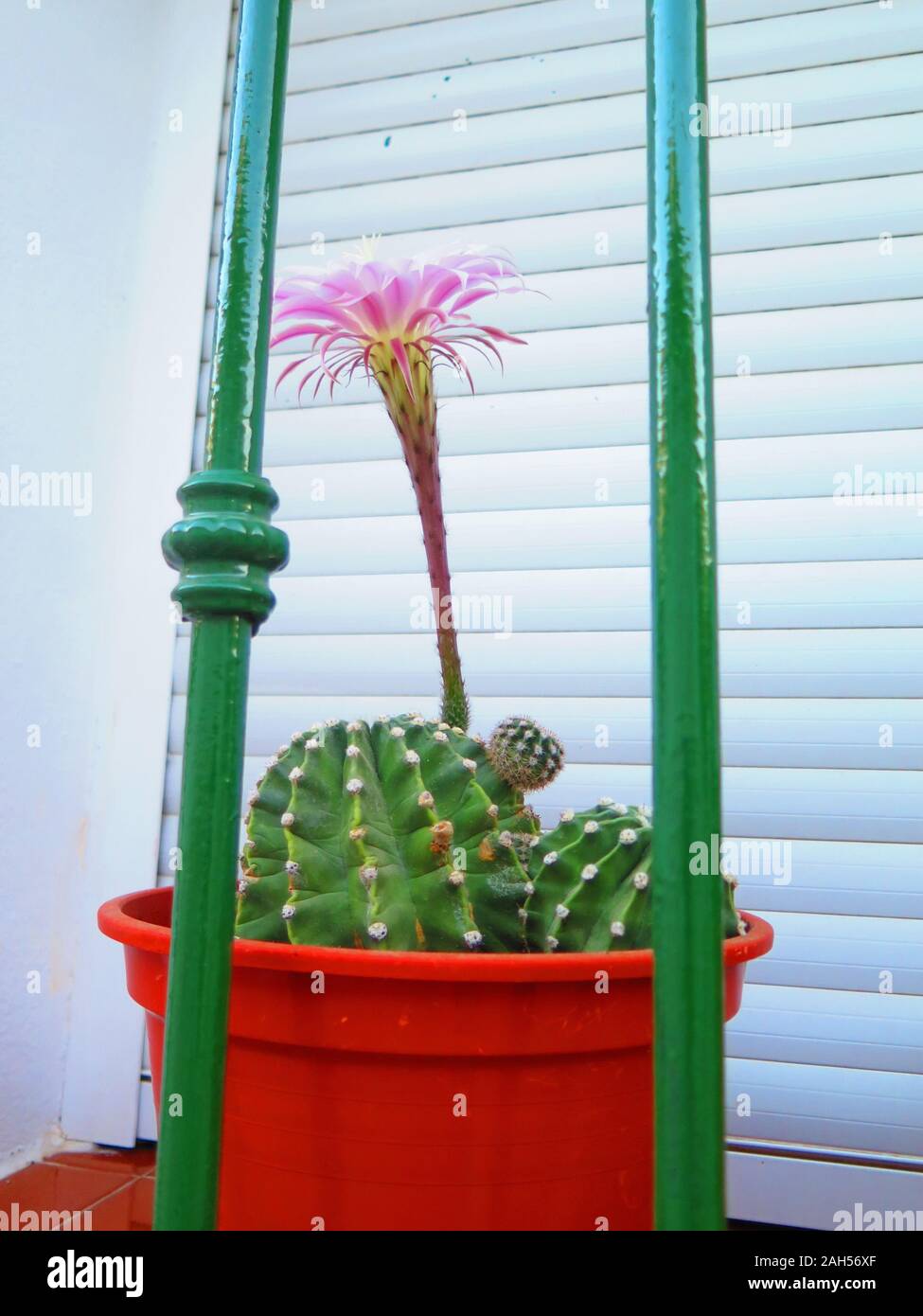 Flowering Cactus behind bars on Window sill Stock Photo - Alamy