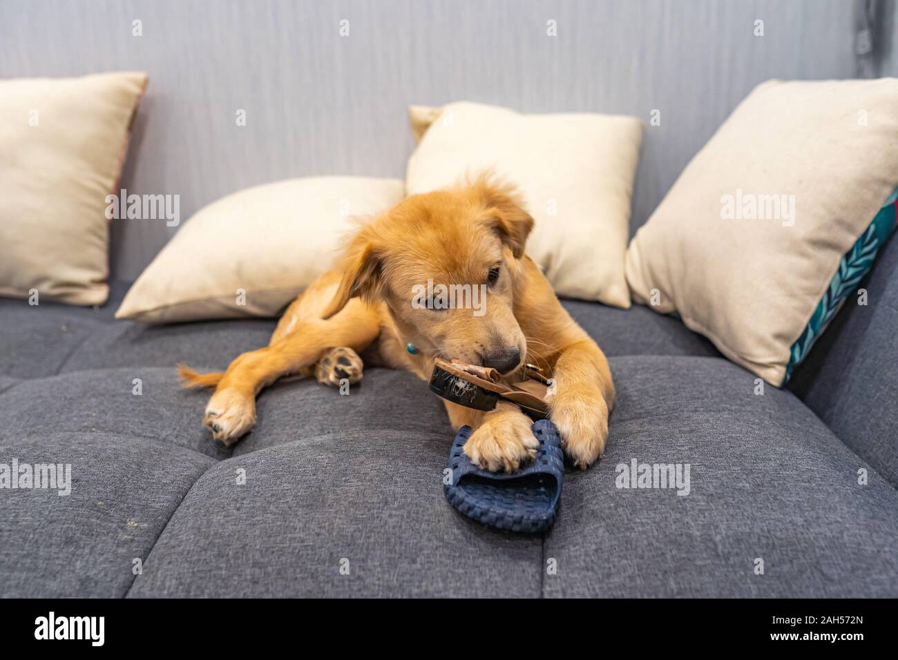 Naughty golden retriever puppy biting shoes at living room Stock Photo ...
