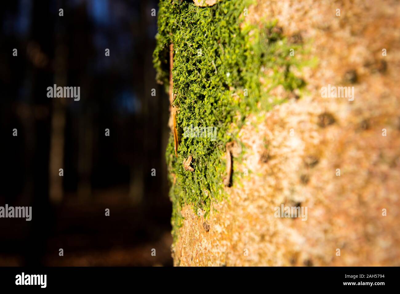 Xanthoria parietina Foliose Lichen, a composite organism that arises ...