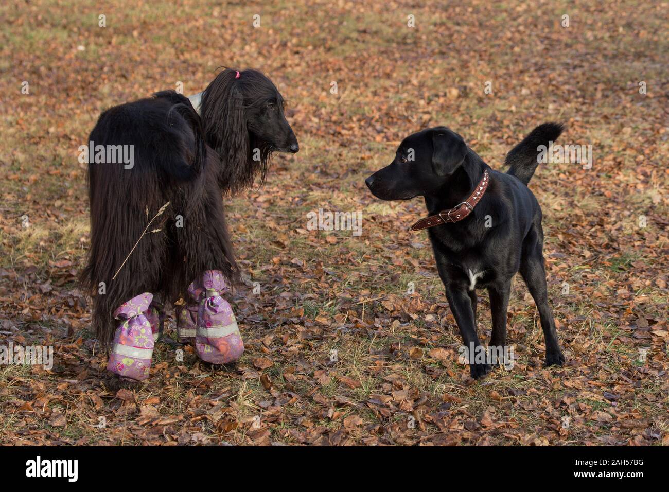 Labrador retriever and afghan hound are playing in the autumn park. Pet ...