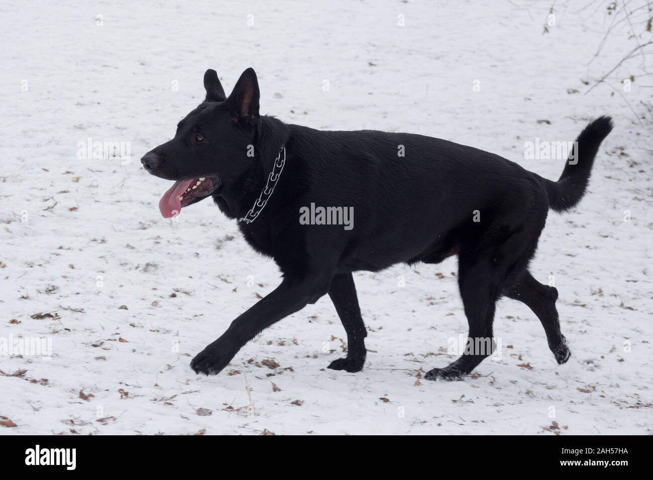 East european shepherd is running on a white snow in the winter park ...
