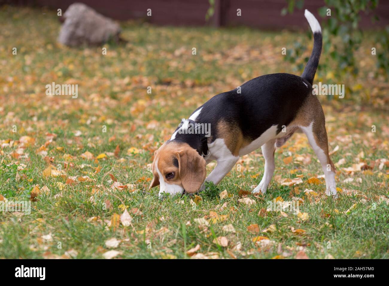 English beagle hi-res stock photography and images - Alamy