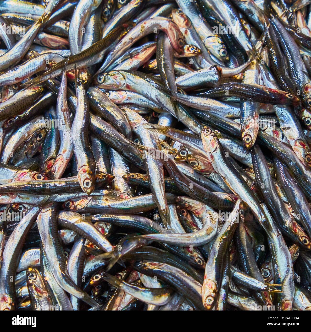 Slender small silvery shining fish with big eyes on a heap in a shop at ...