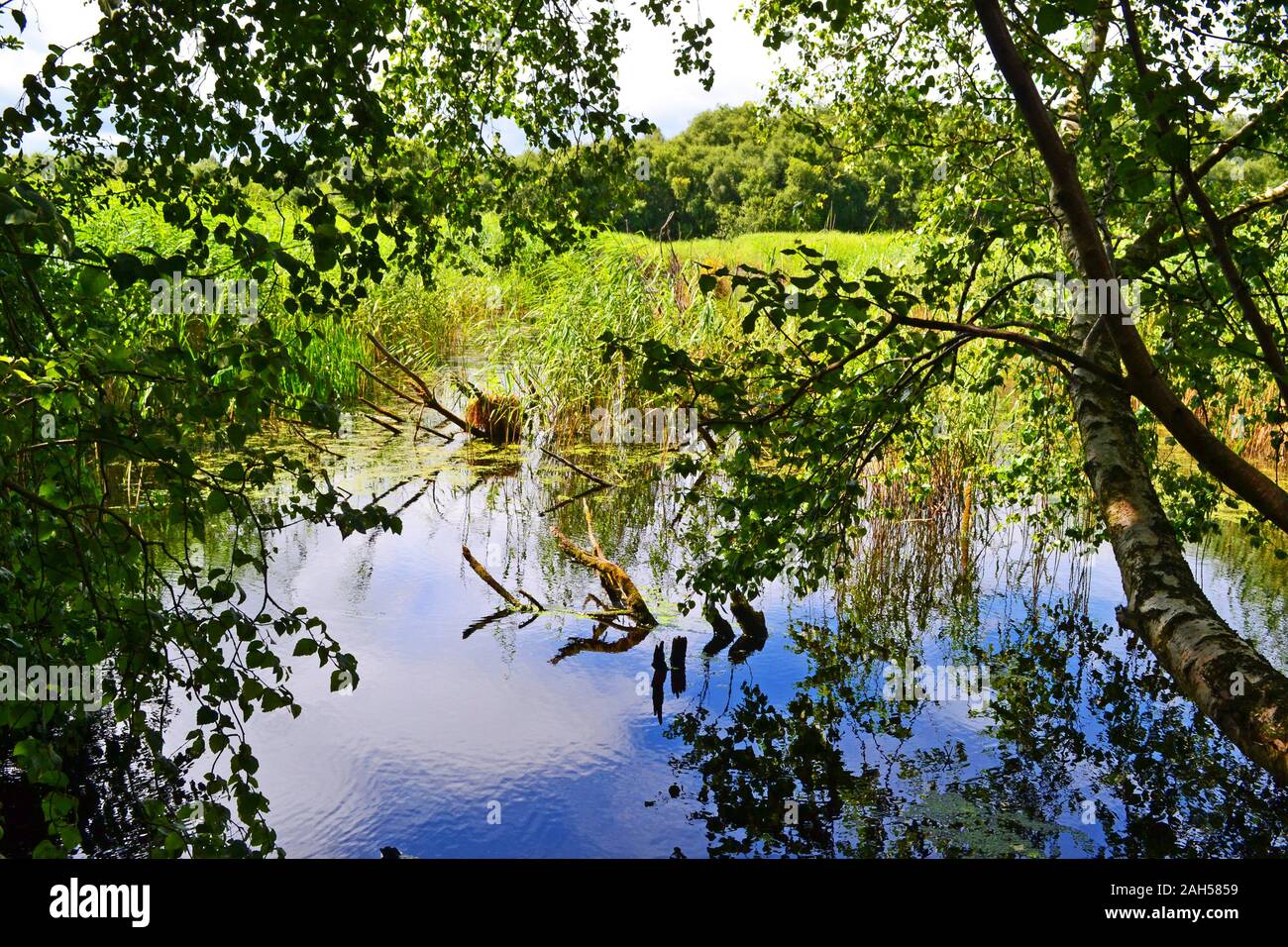 Shapwick Heath National Nature Reserve – Avalon Marshes, Glastonbury ...