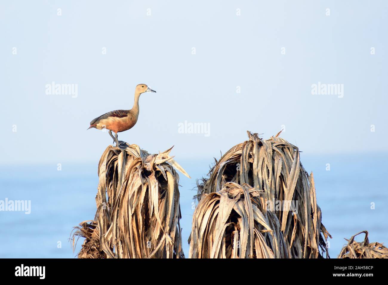 Lesser Indian whistling duck (Dendrocygna javanica), a tree nesting ...