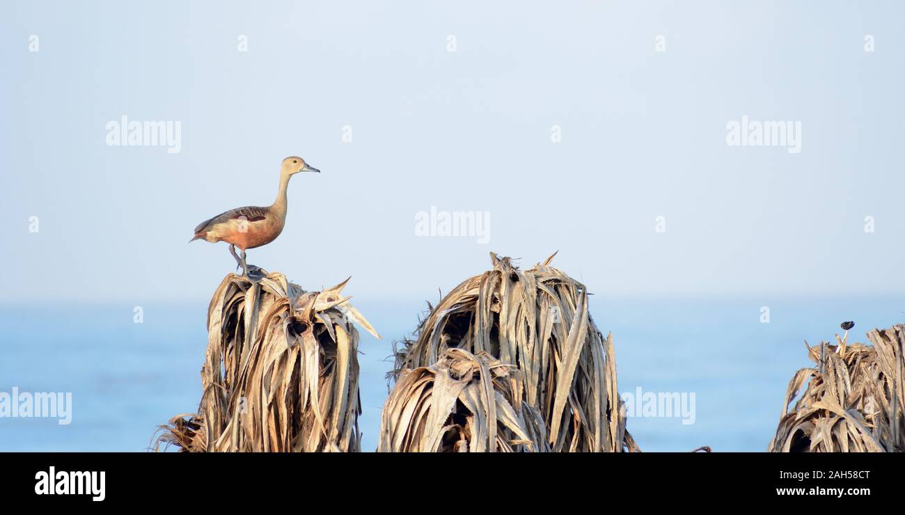Lesser Indian whistling duck (Dendrocygna javanica), a tree nesting ...