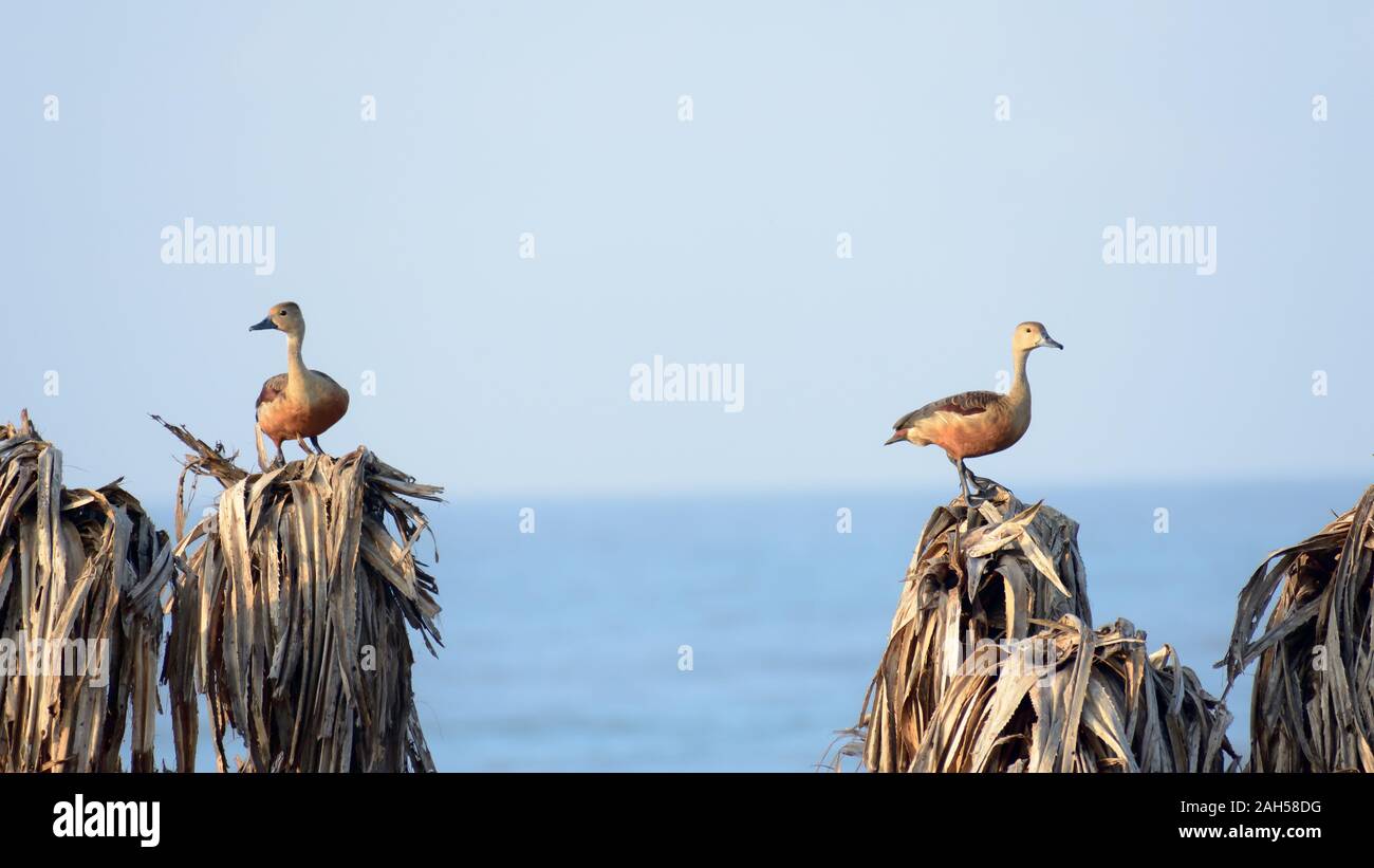 Two Lesser Indian whistling duck (Dendrocygna javanica), a tree nesting ...