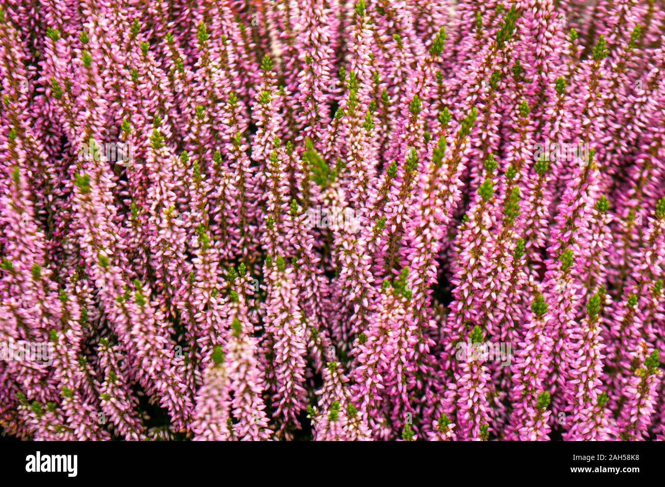 Pink heather flowers close hi-res stock photography and images - Alamy