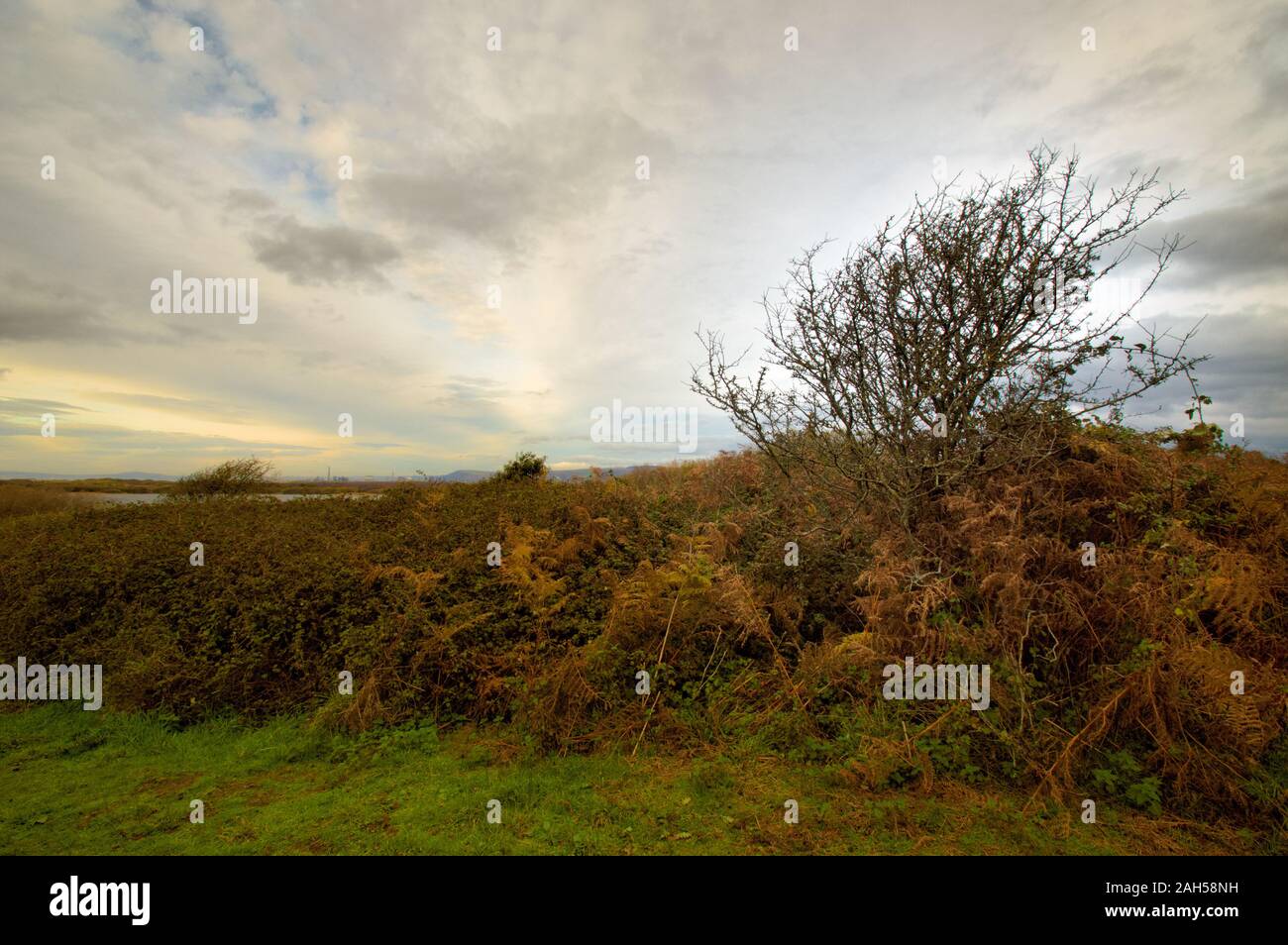 Open space and Hedges at Kenfig Hill Stock Photo - Alamy