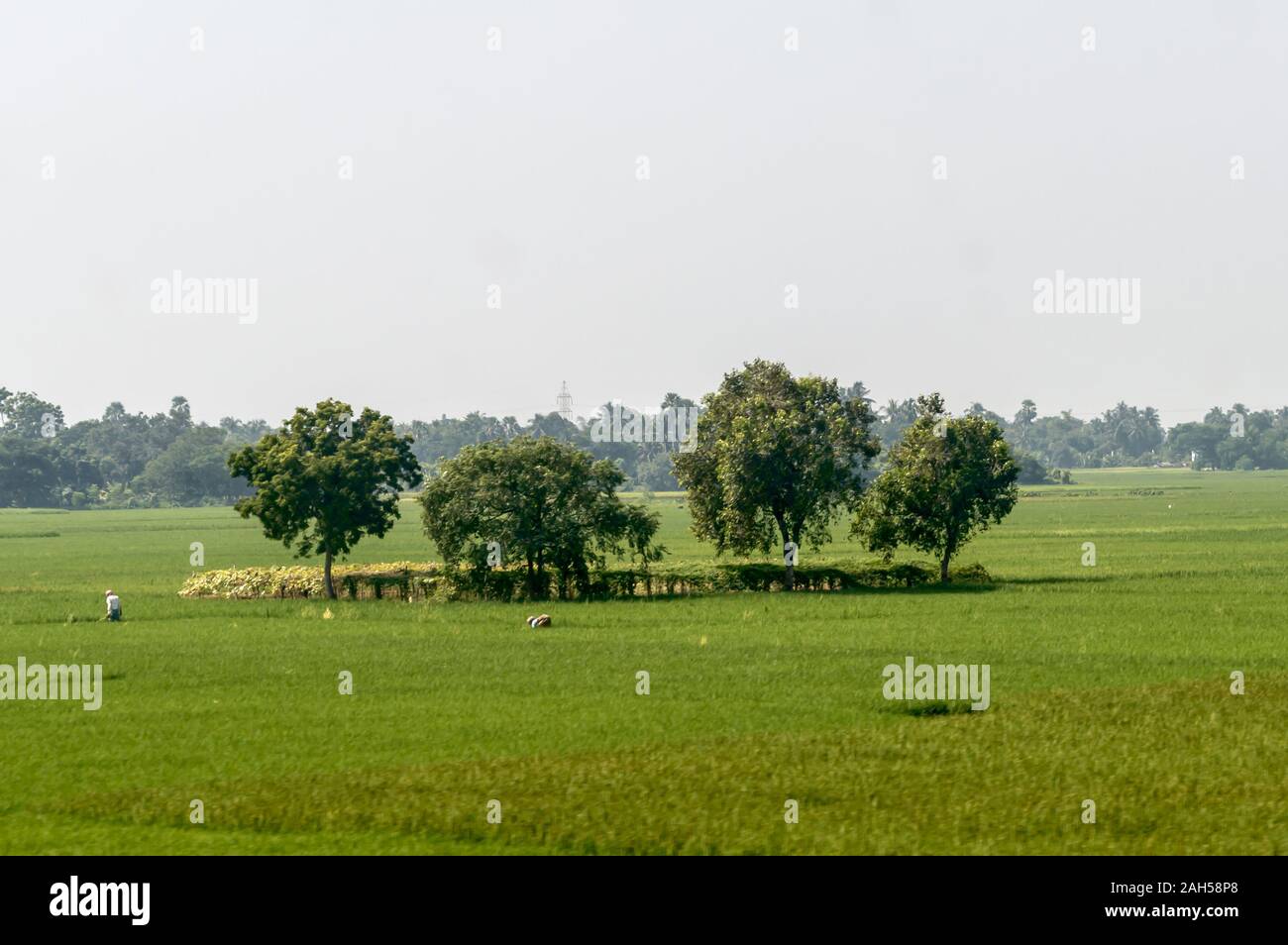 Trees on green spring meadow. Countryside Agricultural field background ...