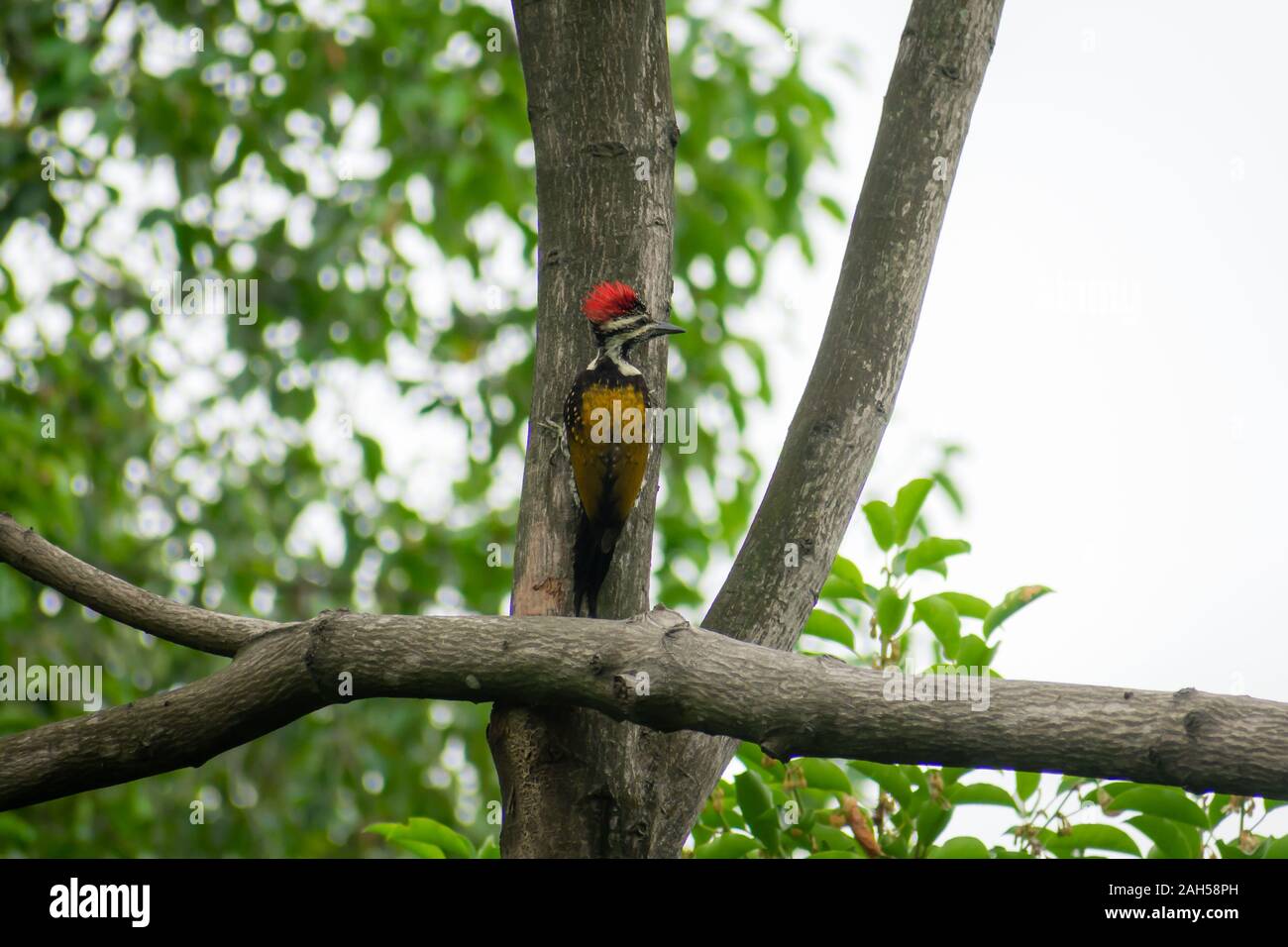 Juvenile Greater Pileated Woodpecker (dryocopus lineatus) spotted in ...