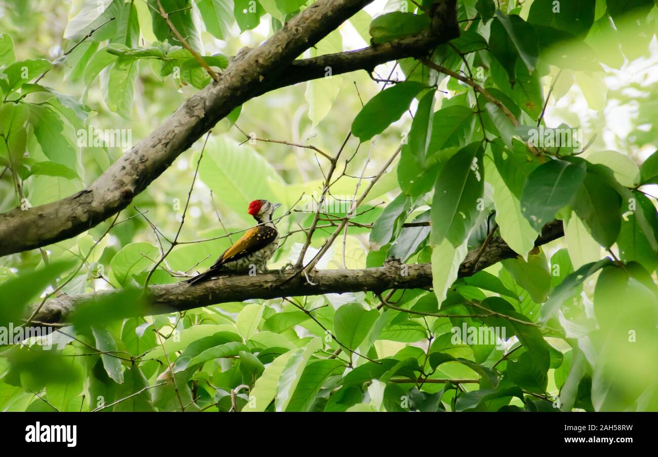 Juvenile Greater Pileated Woodpecker (dryocopus lineatus) spotted in ...